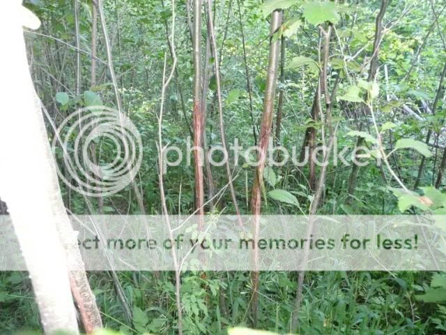 Moose scrape | Bushcraft USA Forums