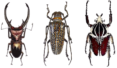 European Tribune - What Do you get when, you Cross ...