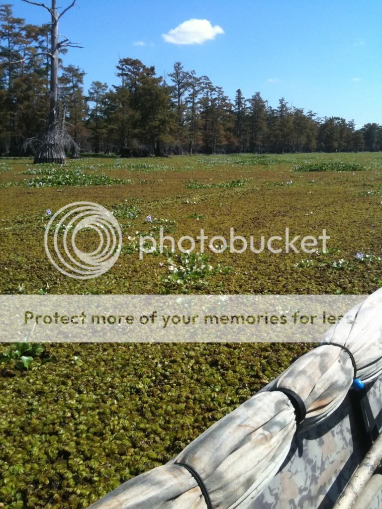 Maurepas Swamp Wildlife Management Area | Duck Hunting Forum