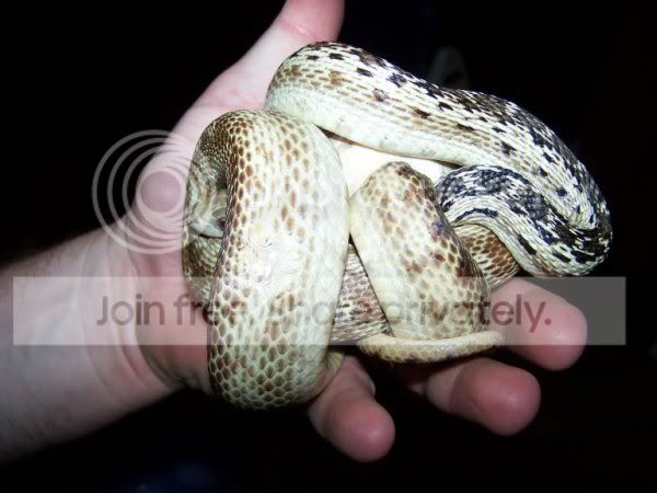 Different Gopher - Field Herp Forum
