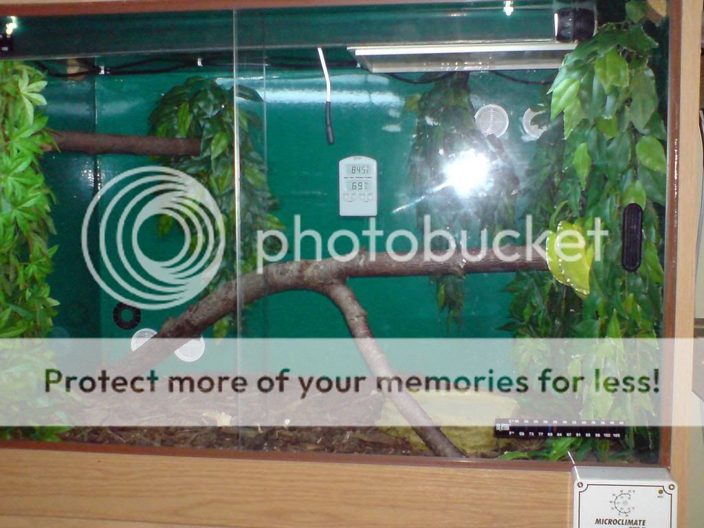 Green Tree Python Vivariums | Reptile Forums