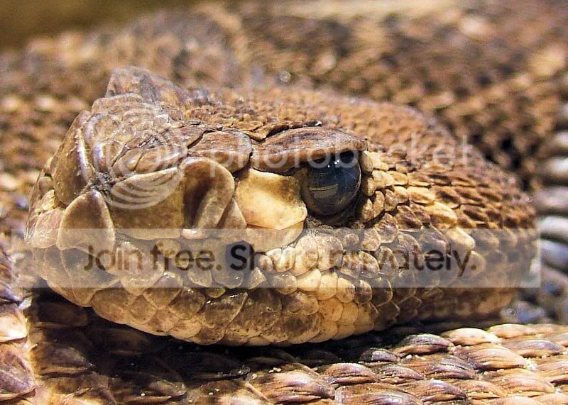 The snake head shots picture thread. | Reptile Forums