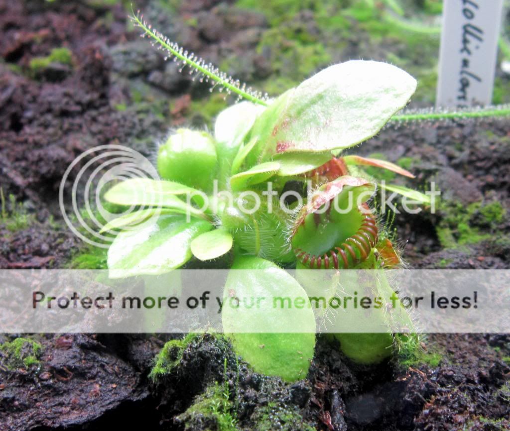 Carnivorous Plants - Feb 2013 - FlyTrapCare Forums