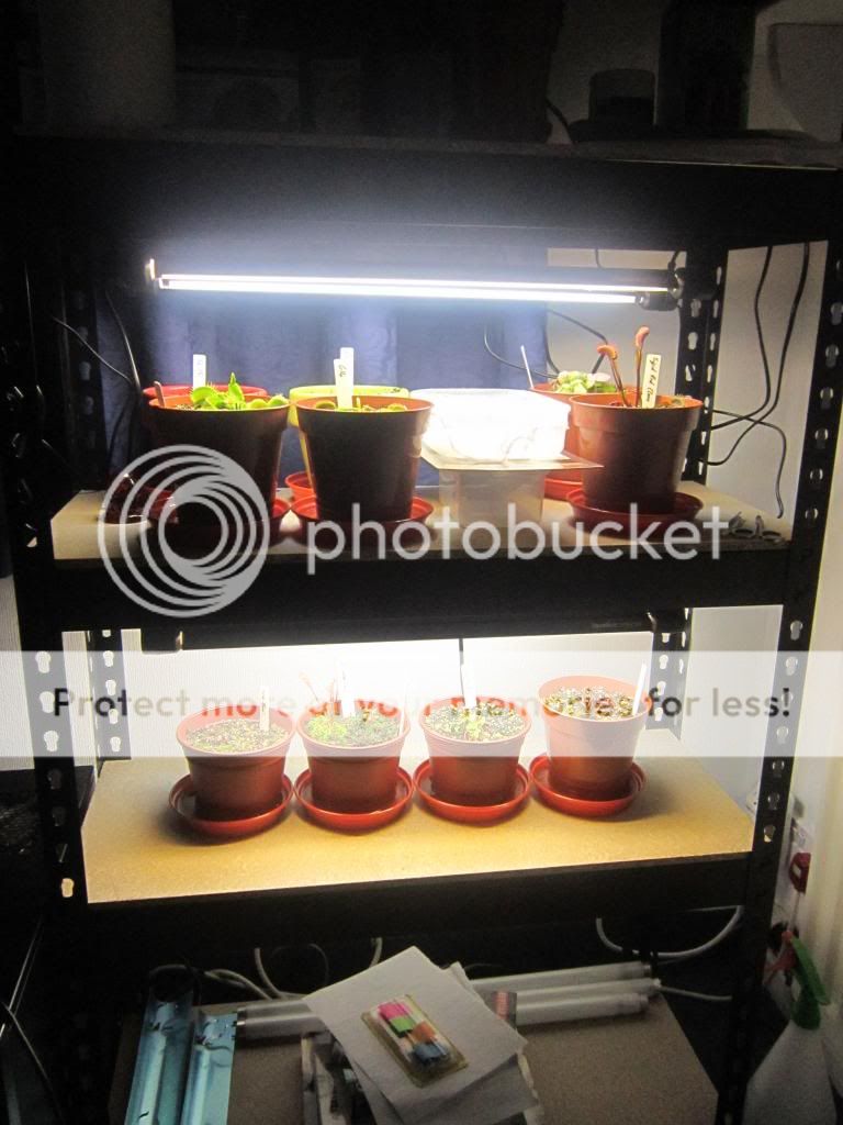 New Lighting Rack Arrived - FlyTrapCare Forums