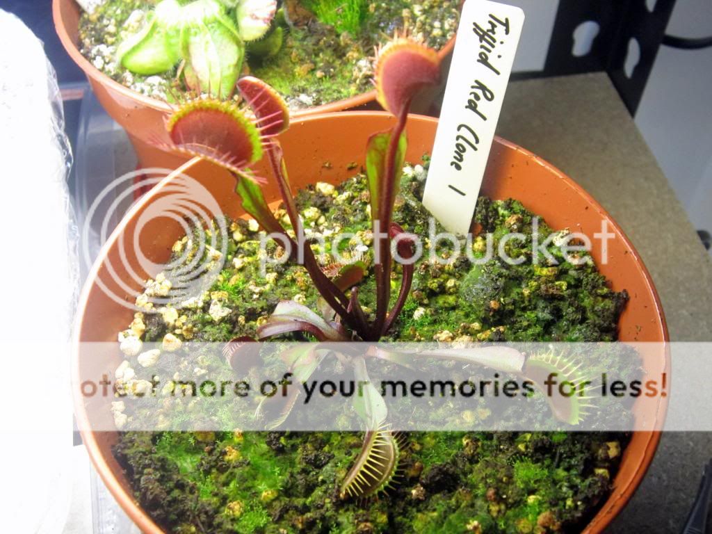 New Lighting Rack Arrived - FlyTrapCare Forums