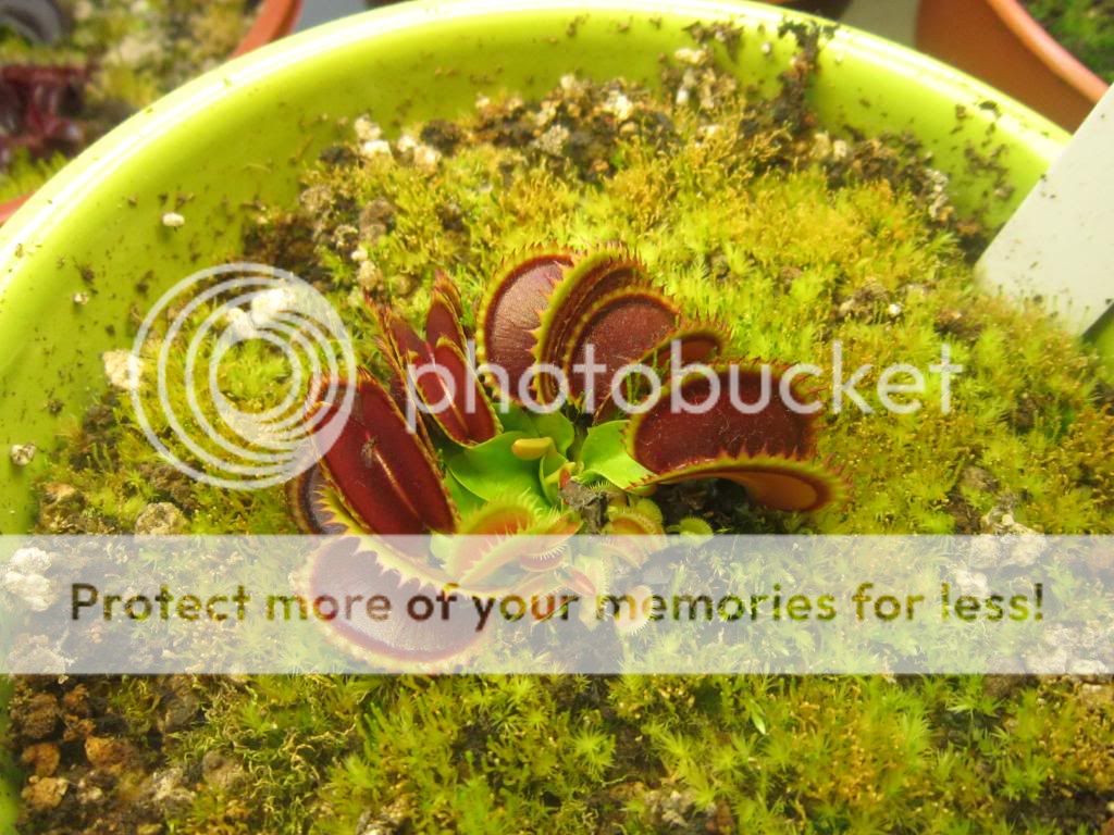 Going into Dormancy - FlyTrapCare Forums