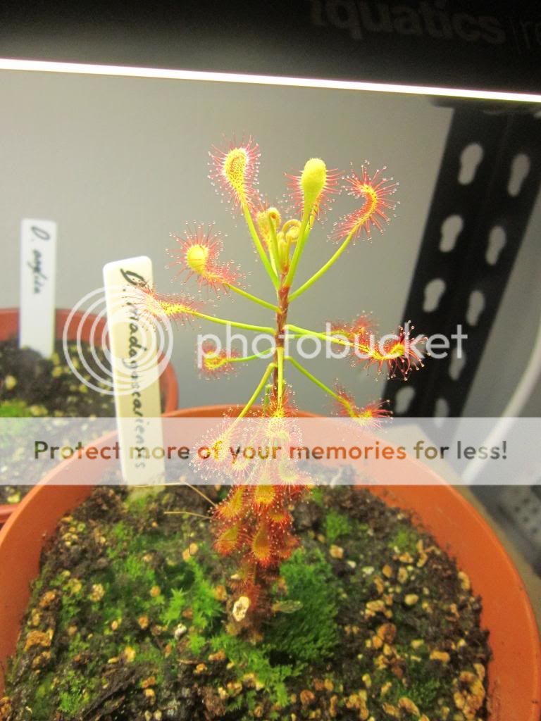 Going into Dormancy - FlyTrapCare Forums