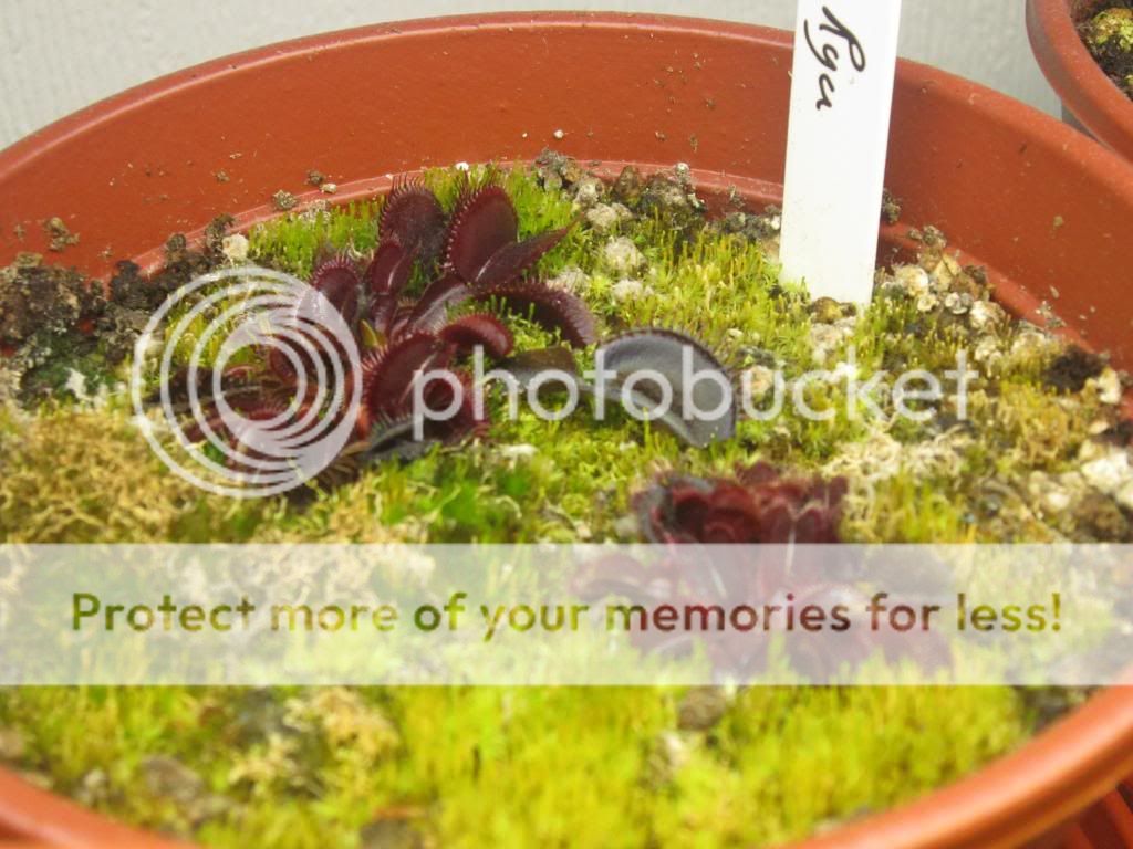 Going into Dormancy - FlyTrapCare Forums