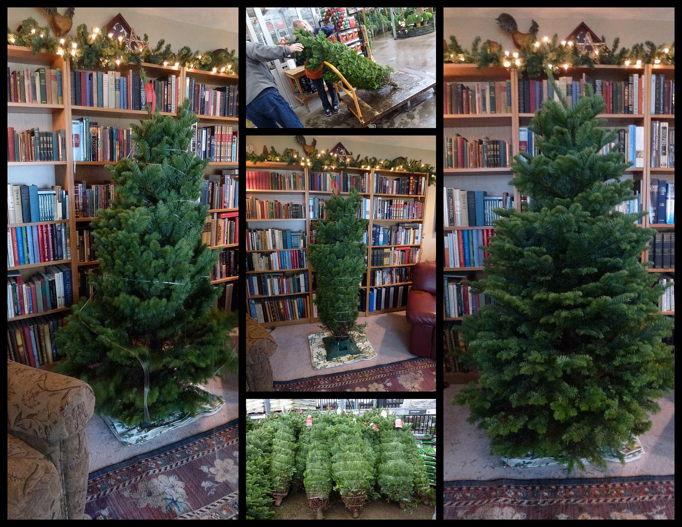 The Mystery Tree… | The Happy Wonderer ~ ellen b.