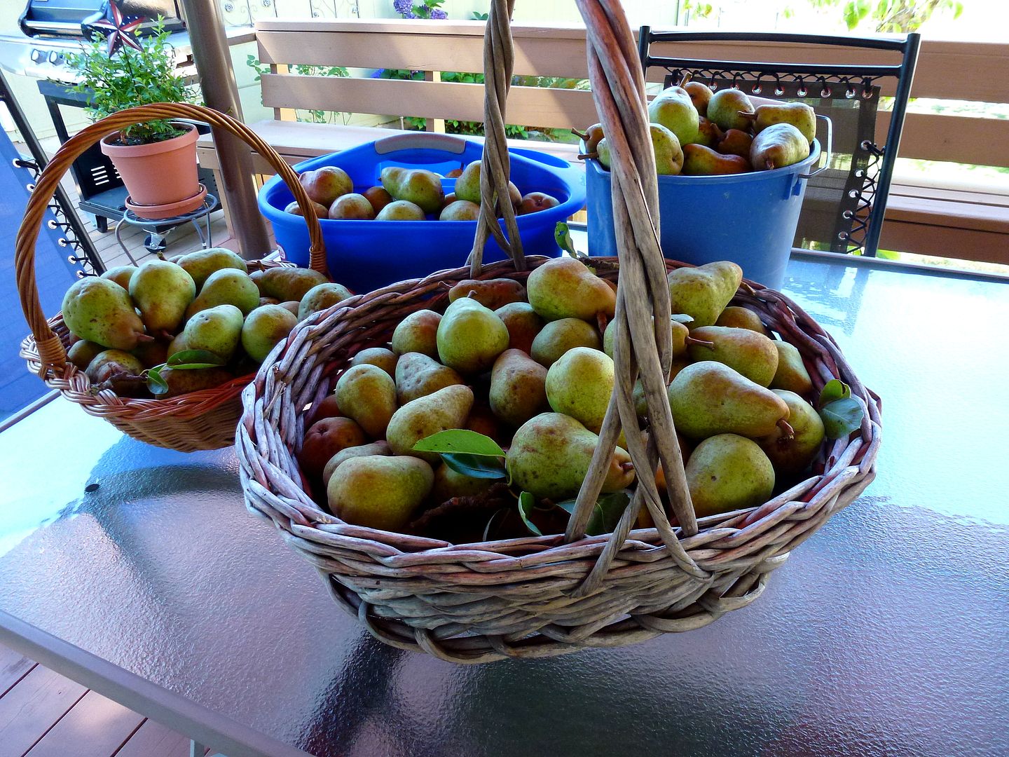 Pears for Your Heirs… | The Happy Wonderer ~ ellen b.