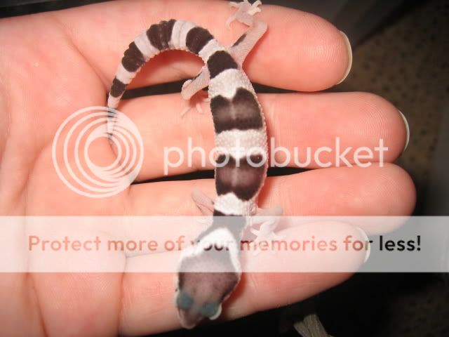 Alien foot syndrome :) | Reptile Forums