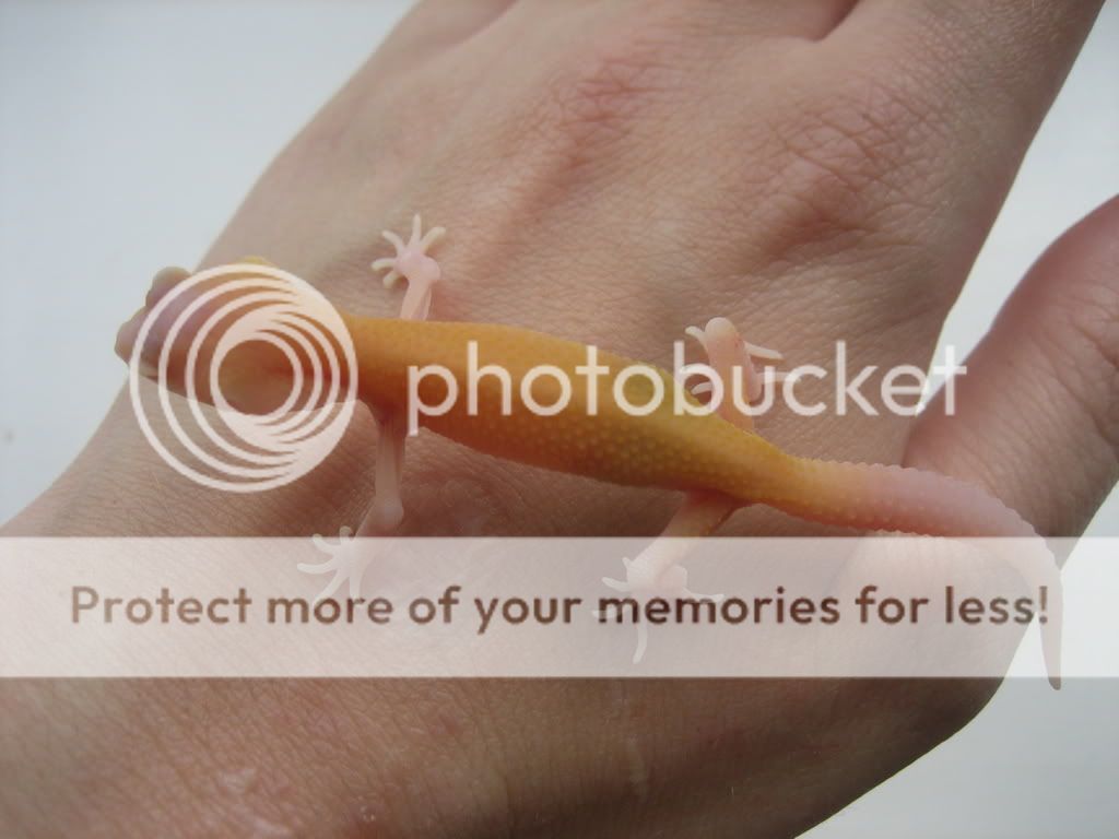 RAPTORs, Mack snows, normal het albinos and full setups! | Reptile Forums