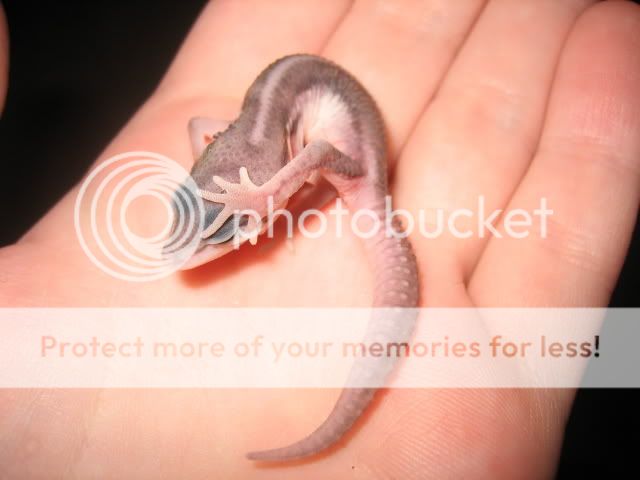 Alien foot syndrome :) | Reptile Forums